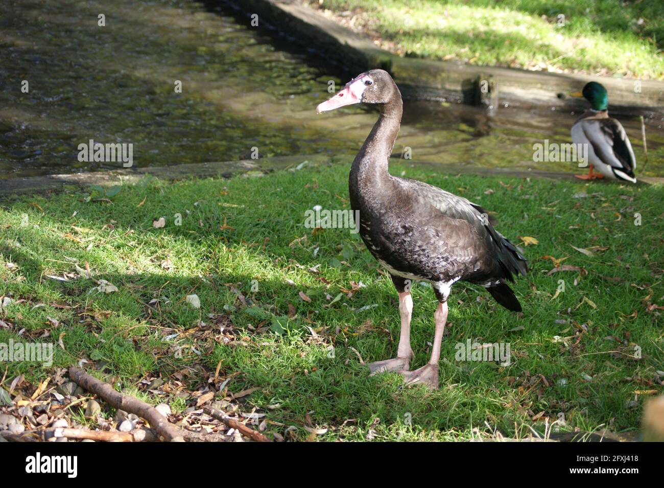 Spur winged goose Stock Photo - Alamy