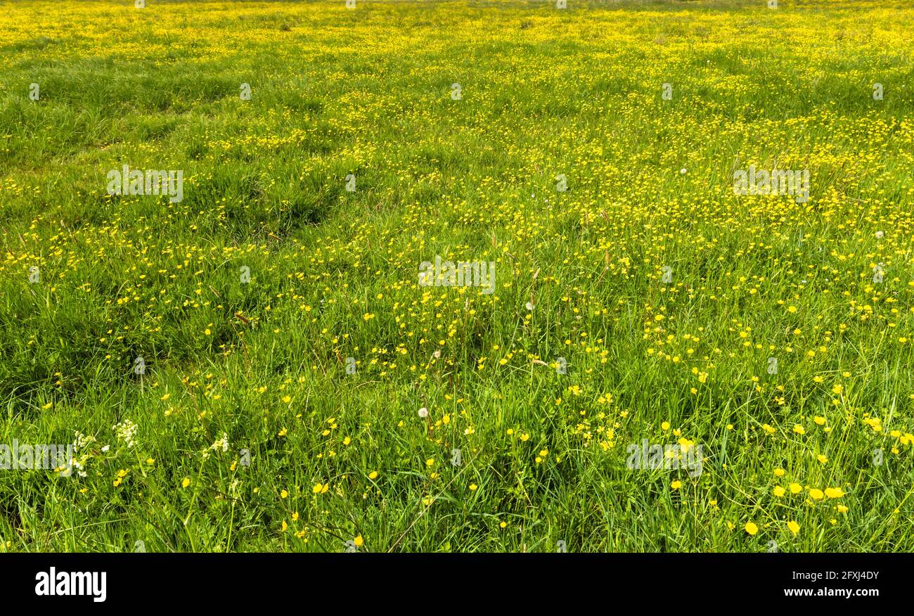 Green field texture with flowers on spring meadow Stock Photo - Alamy