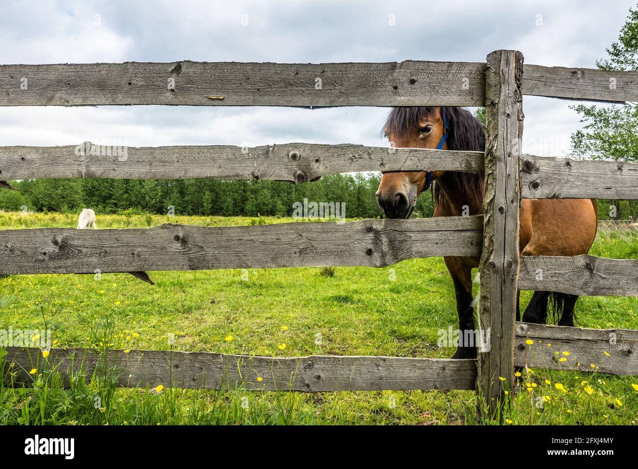Farm with horse on green field, rural landscape Stock Photo - Alamy