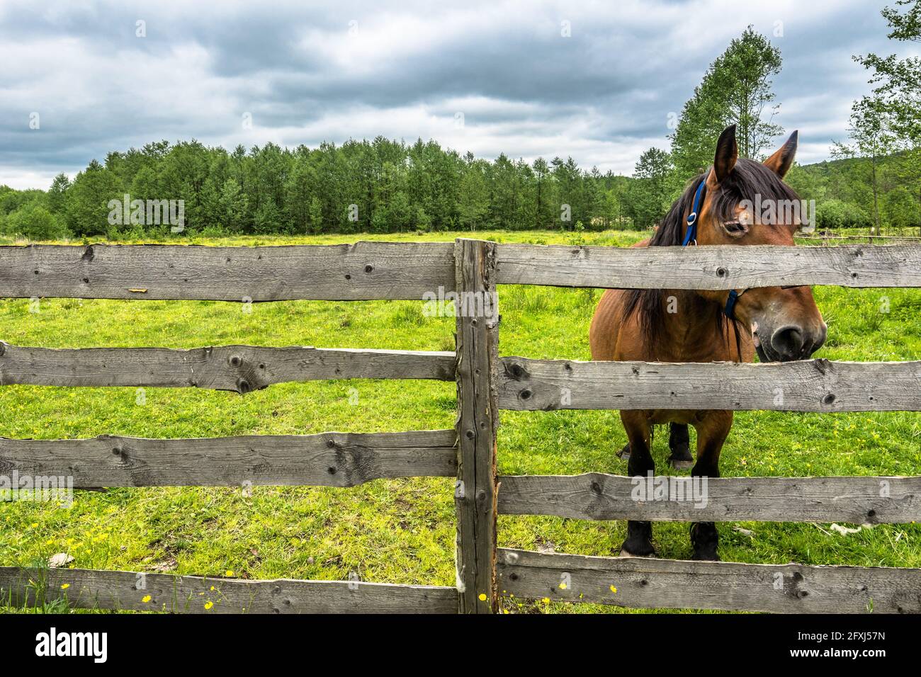 Farm with horse on green field, rural scene Stock Photo - Alamy