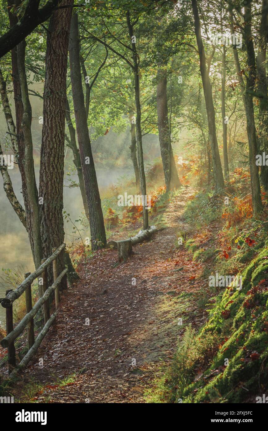 FRANCE, BRITTANY, ILLE ET VILAINE (35) PATH IN THE FOREST OF ...