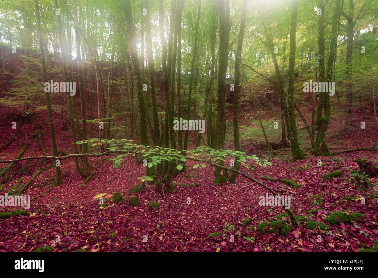 FRANCE, BRITTANY, MORBIHAN (56) PAIMPONT, BROCELIANDE FOREST WITH RED ...