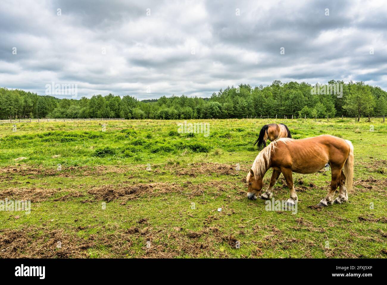 Horse Grazing In Field