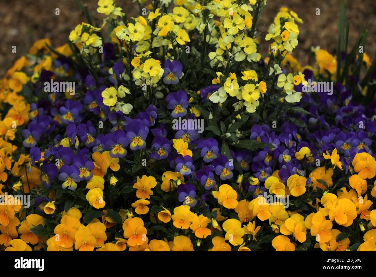 Violet viola blooming in the garden Stock Photo - Alamy