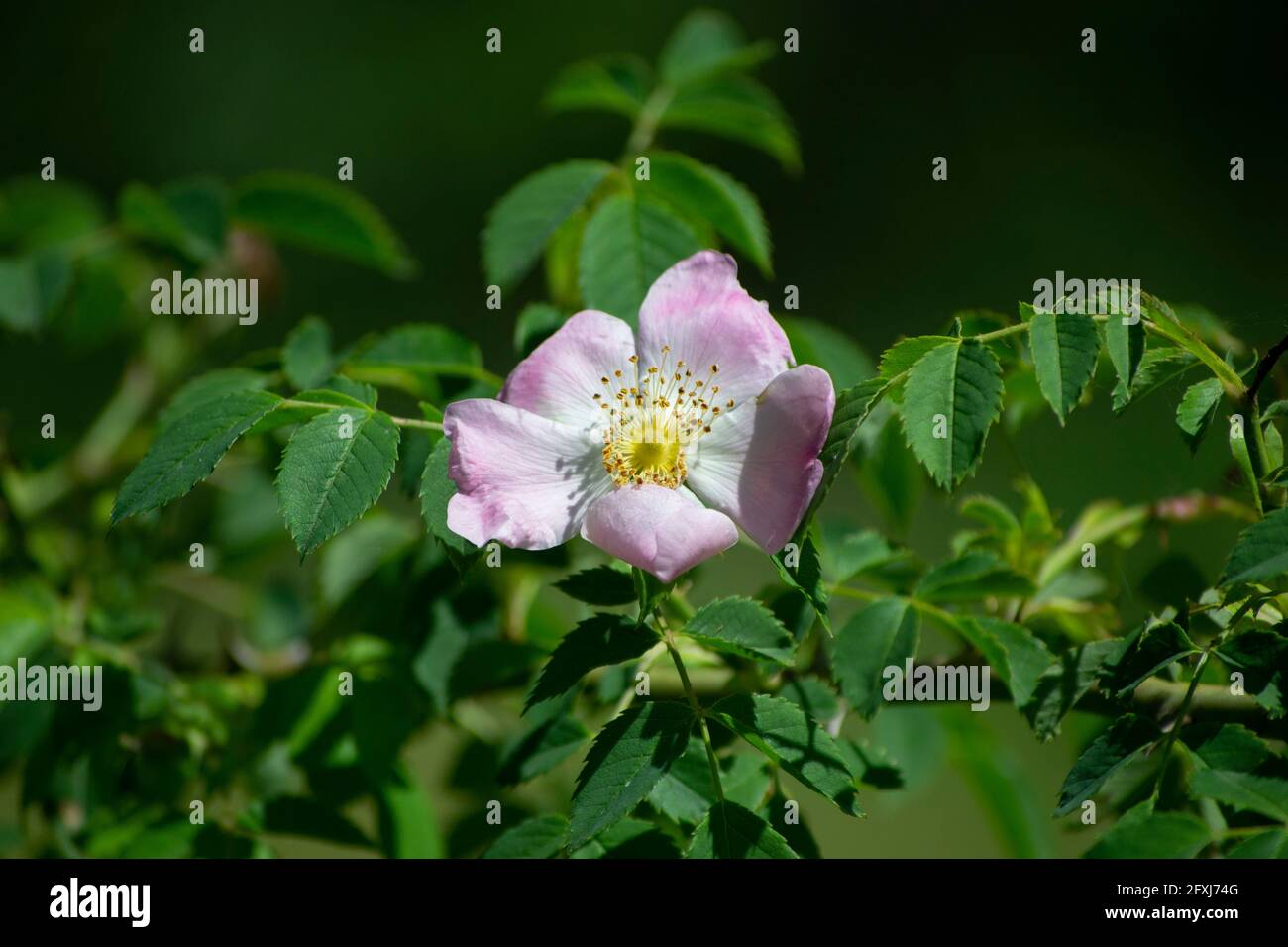 dog rose,rosa canina,wild rose close up on green leaves blur background ...