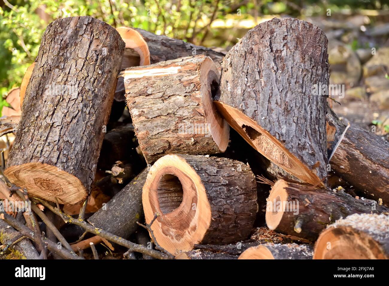 Sawing tree trunks during seasonal work in the garden. Harvesting and ...
