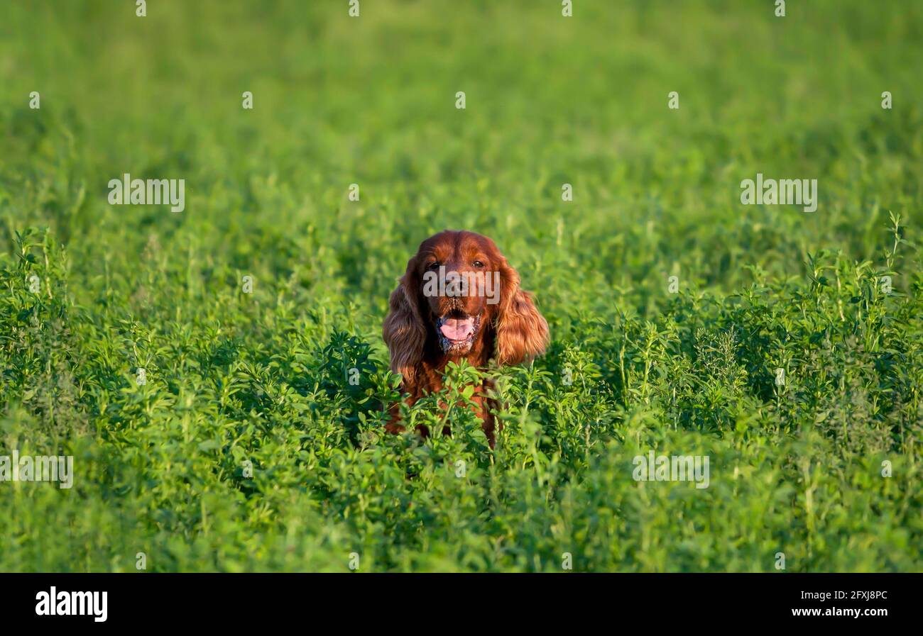 Smiling happy panting irish red setter pet dog hidden in the green ...