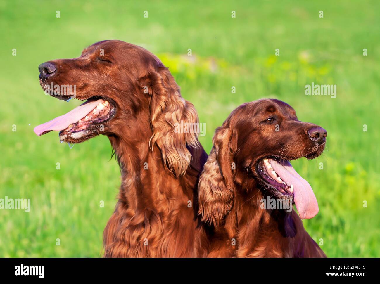 Cute drooling head hi-res stock photography and images - Alamy