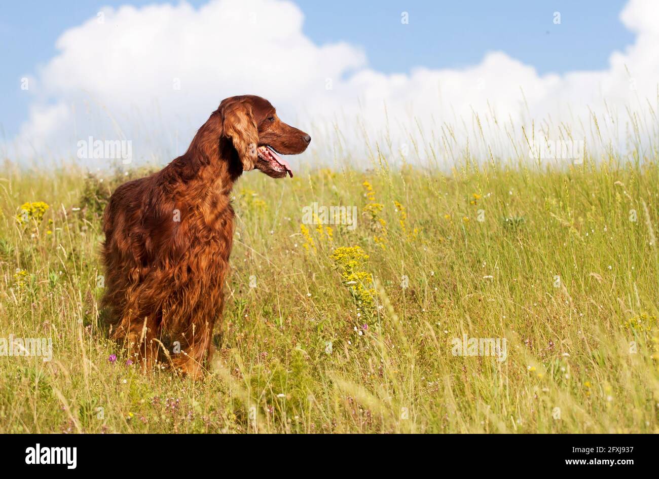 Hot irish setter hi-res stock photography and images - Alamy