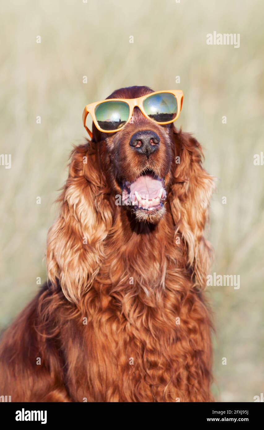 Irish setter glasses hi-res stock photography and images - Alamy