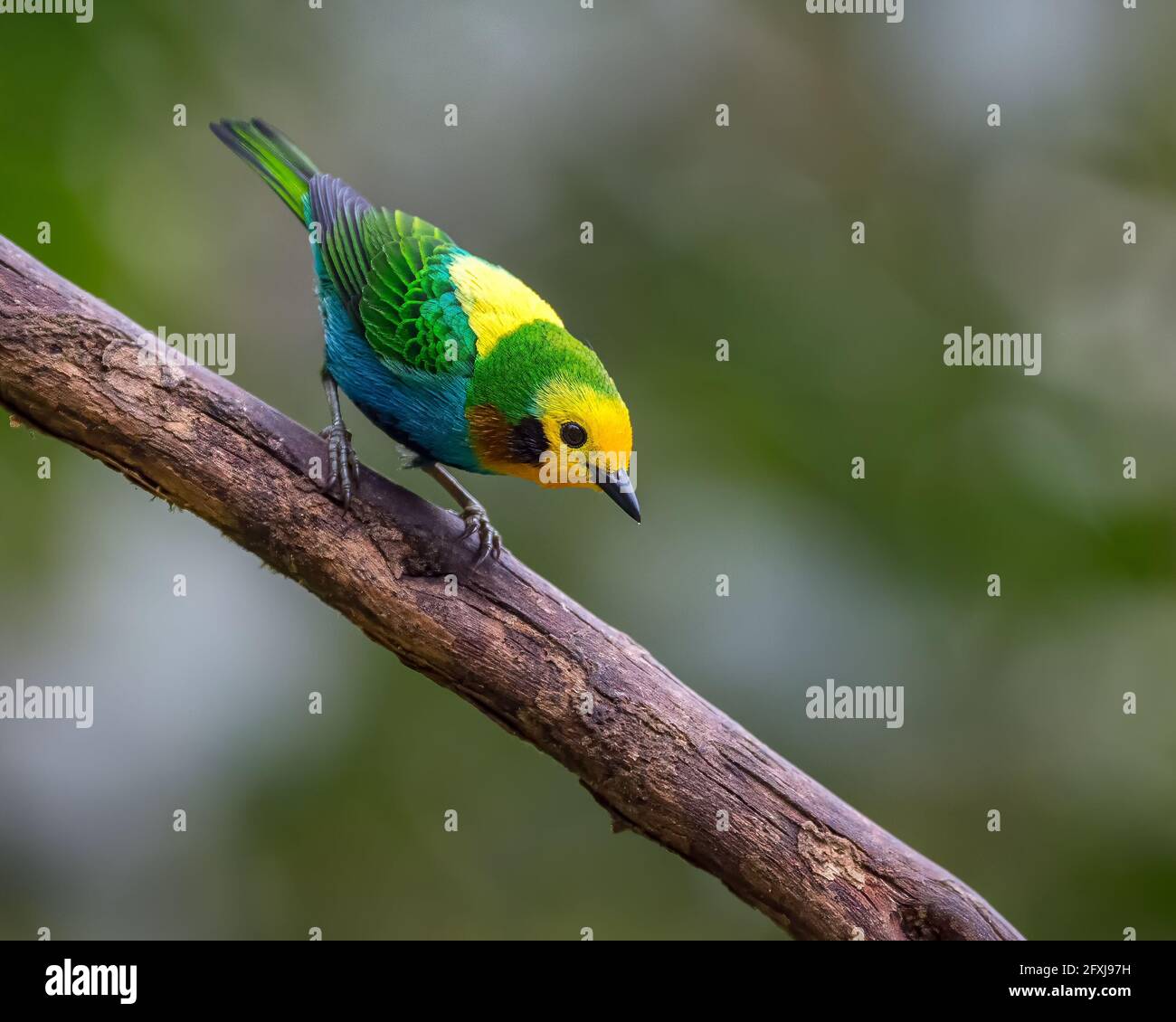 Biogeography hi-res stock photography and images - Alamy