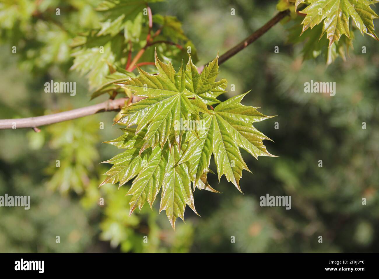 Closeup of maple tree branch with green shiny leaves with the ...