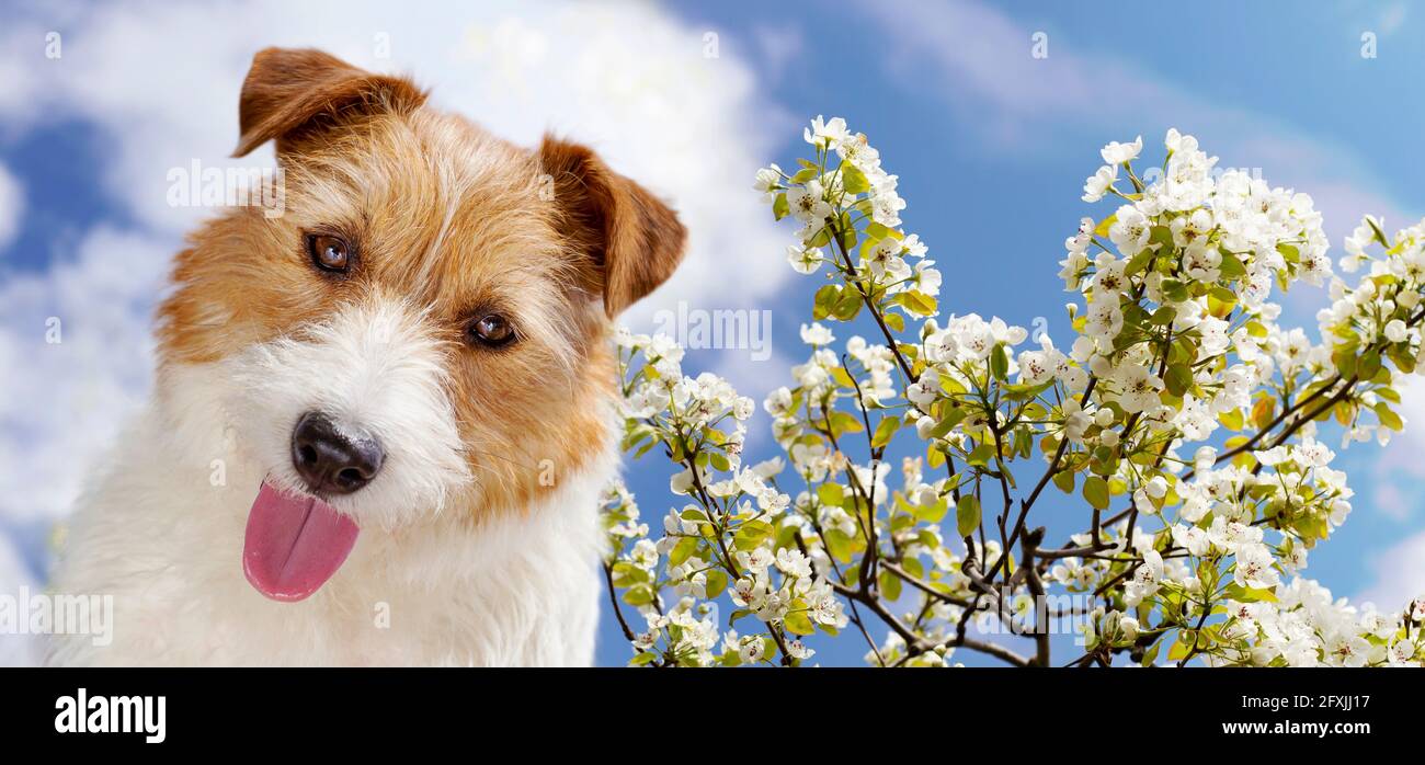 Happy panting funny pet dog puppy face with flowers. Spring, summer ...