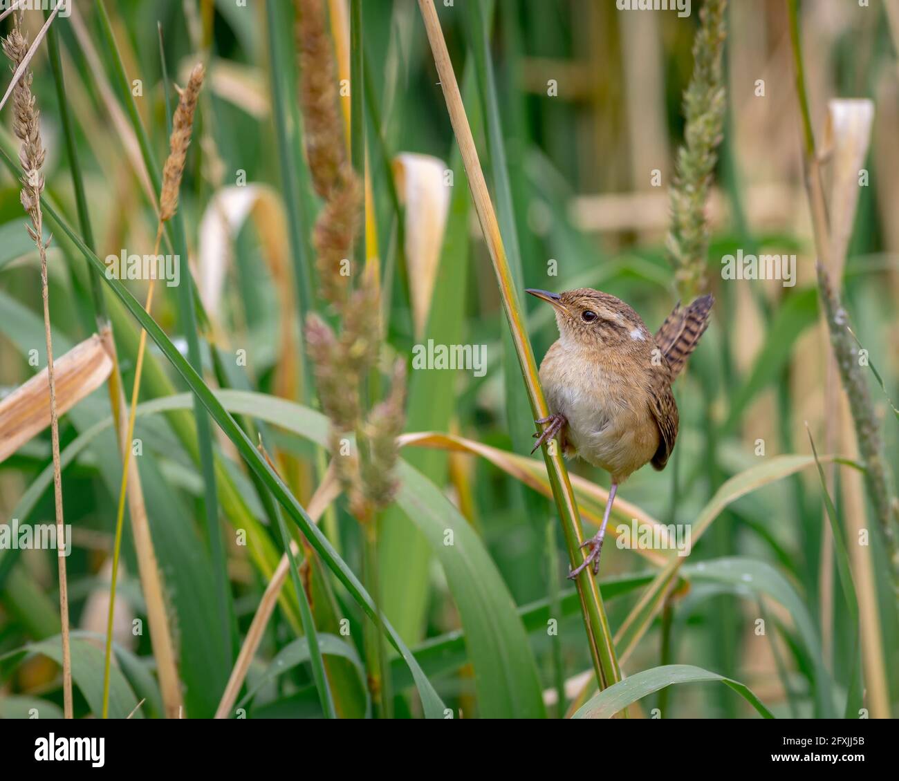 Sedge wren cistothorus platensis hi-res stock photography and images ...