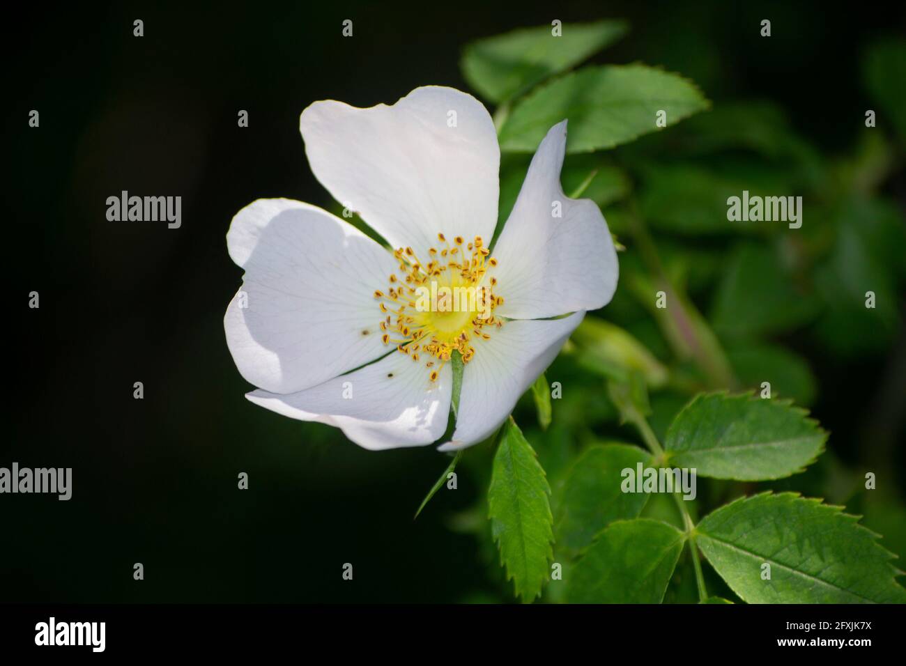 dog rose,rosa canina,wild rose close up on dark background. Pink Flower ...