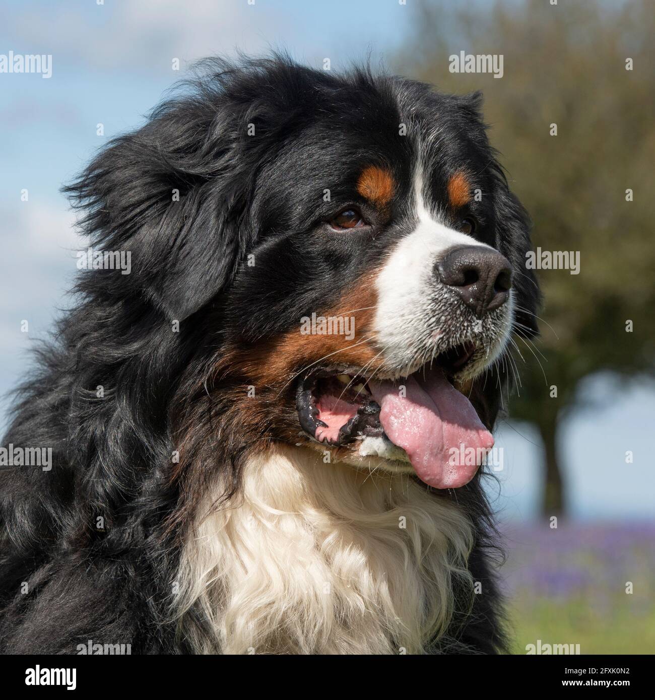 Bernese mountain dog head hi-res stock photography and images - Alamy