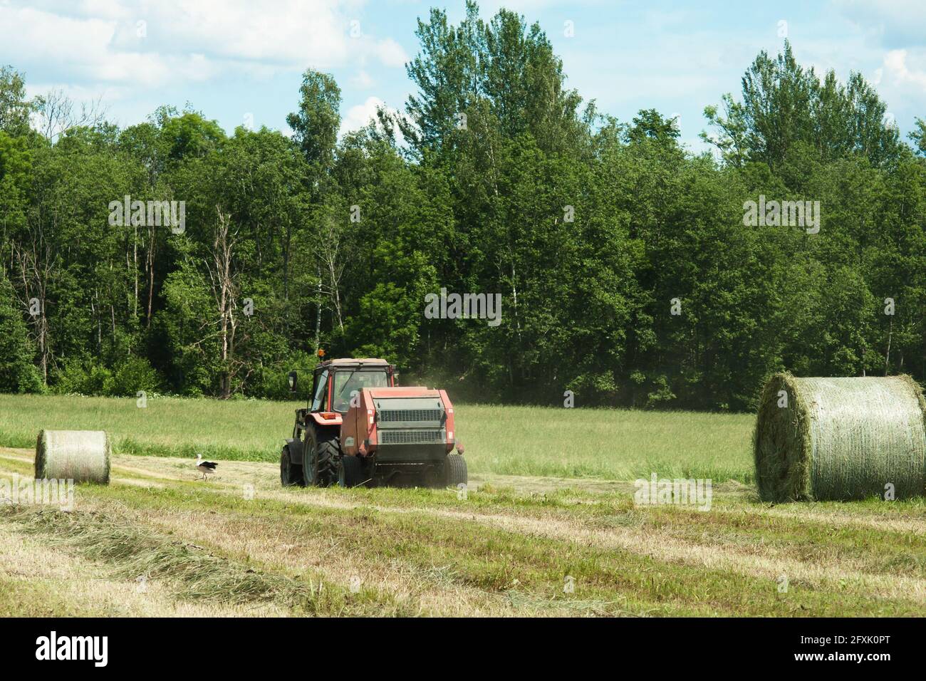 agricultural field during hay harvesting and making bales for livestock ...