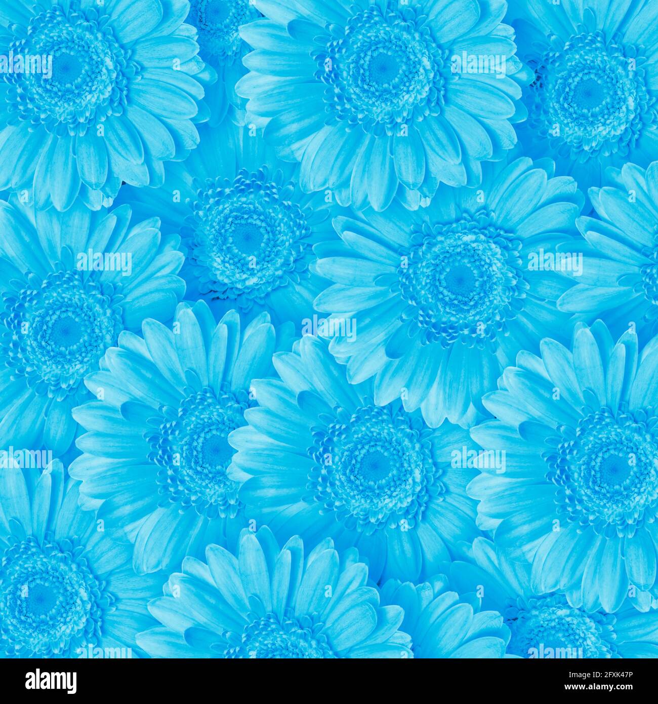 Blue flower background hi-res stock photography and images - Alamy