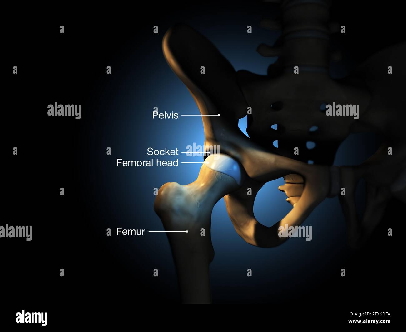 3D illustration showing hip joint, labeled Stock Photo - Alamy