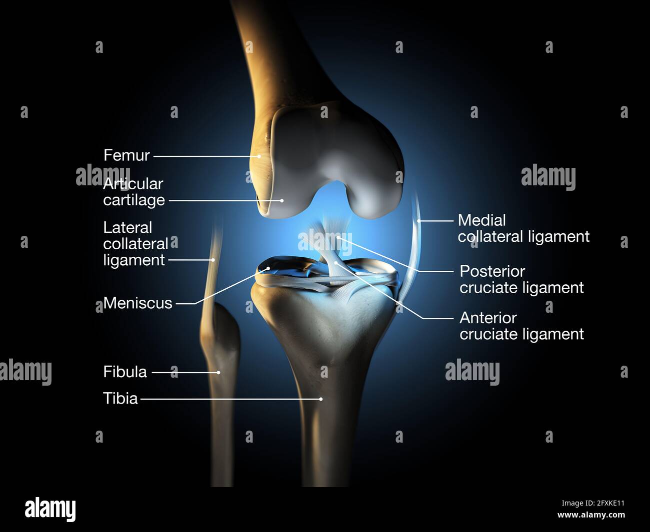 Femur tibia hi-res stock photography and images - Alamy