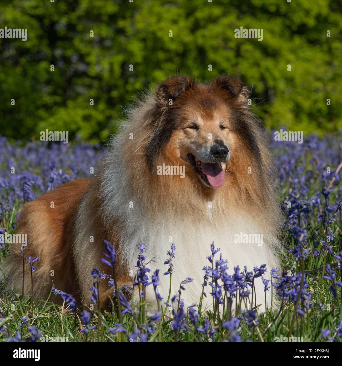 Rough collie hi-res stock photography and images - Alamy