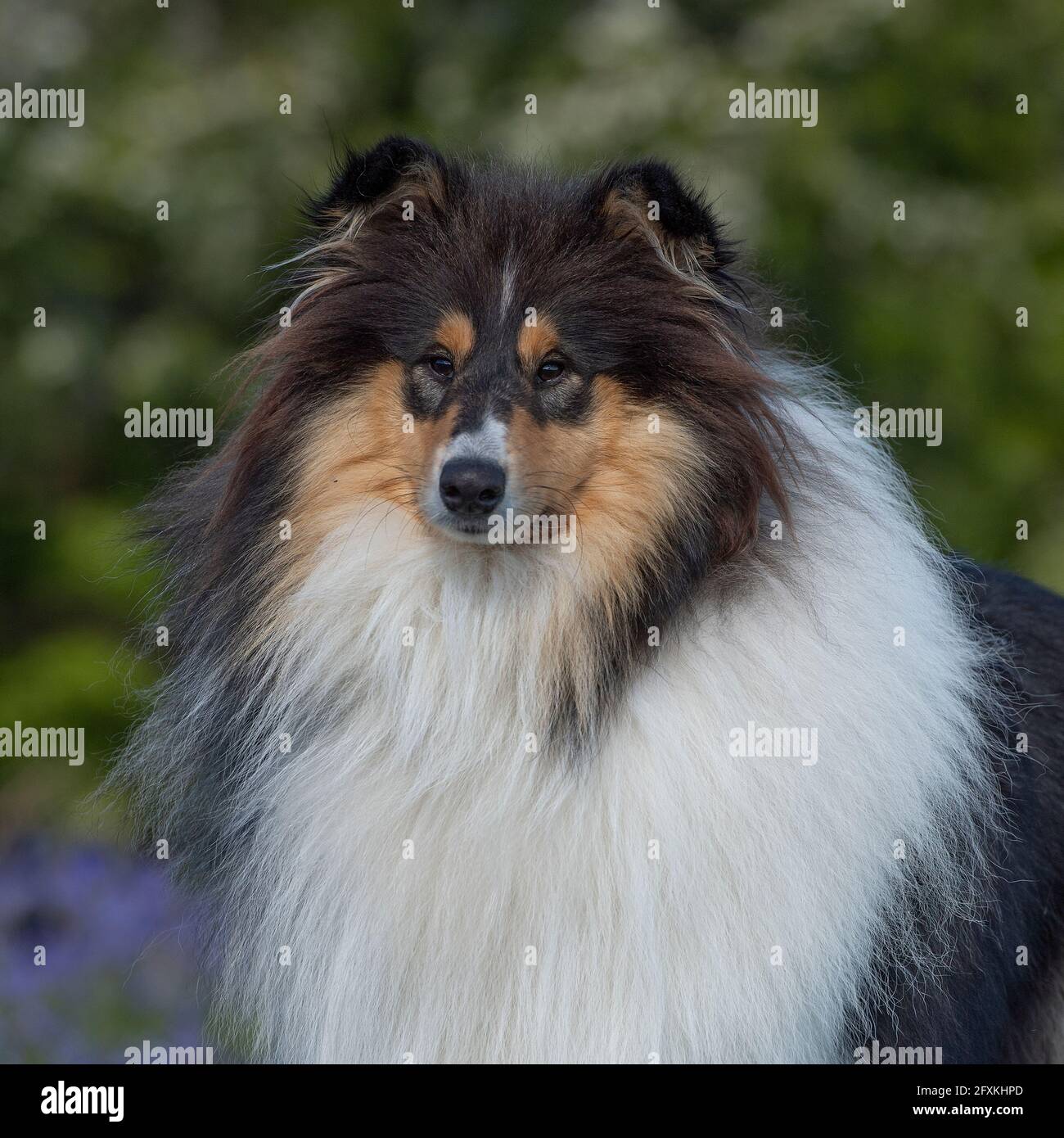 Tri color dog hi-res stock photography and images - Alamy