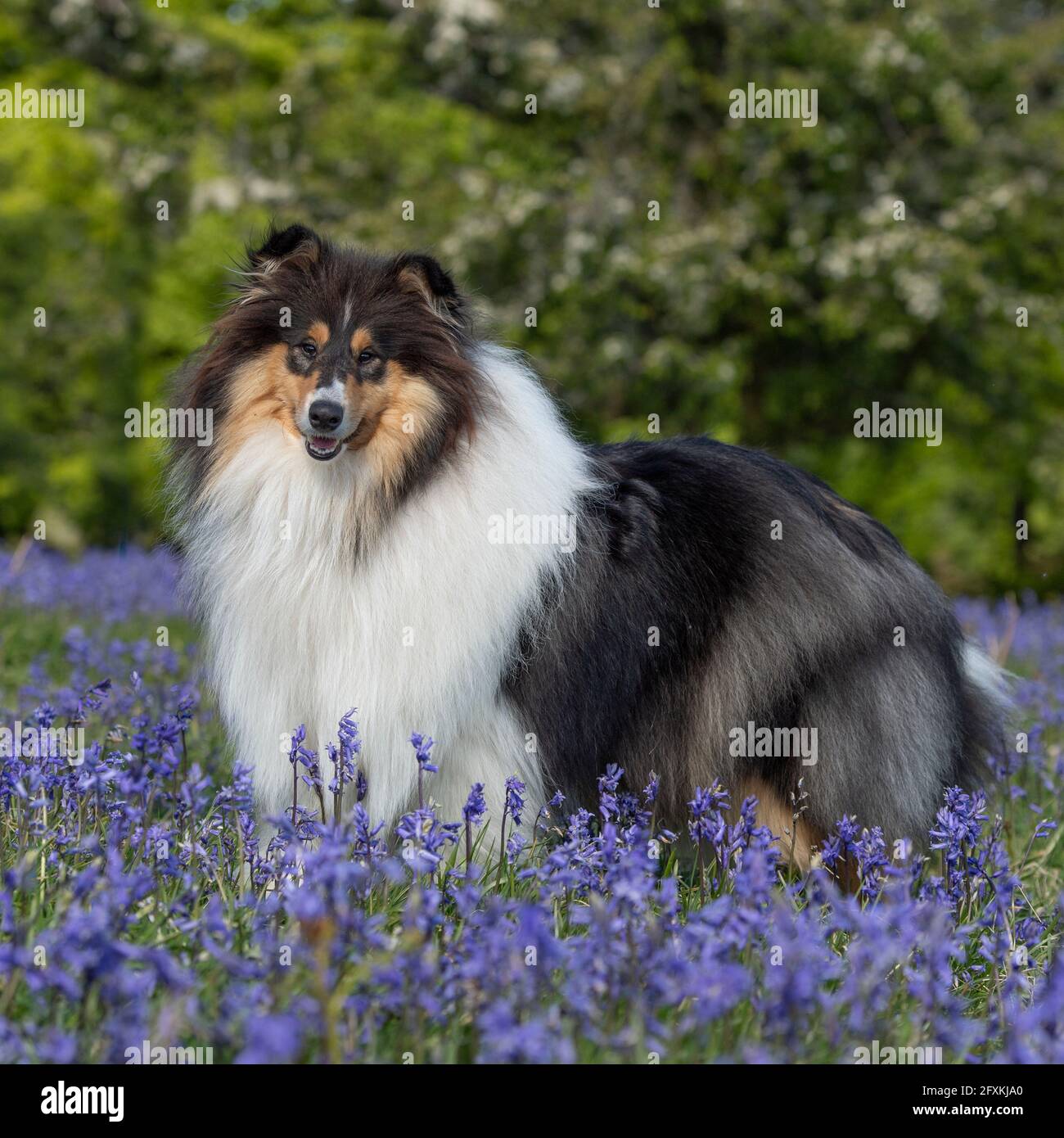 Tri color dog hi-res stock photography and images - Alamy