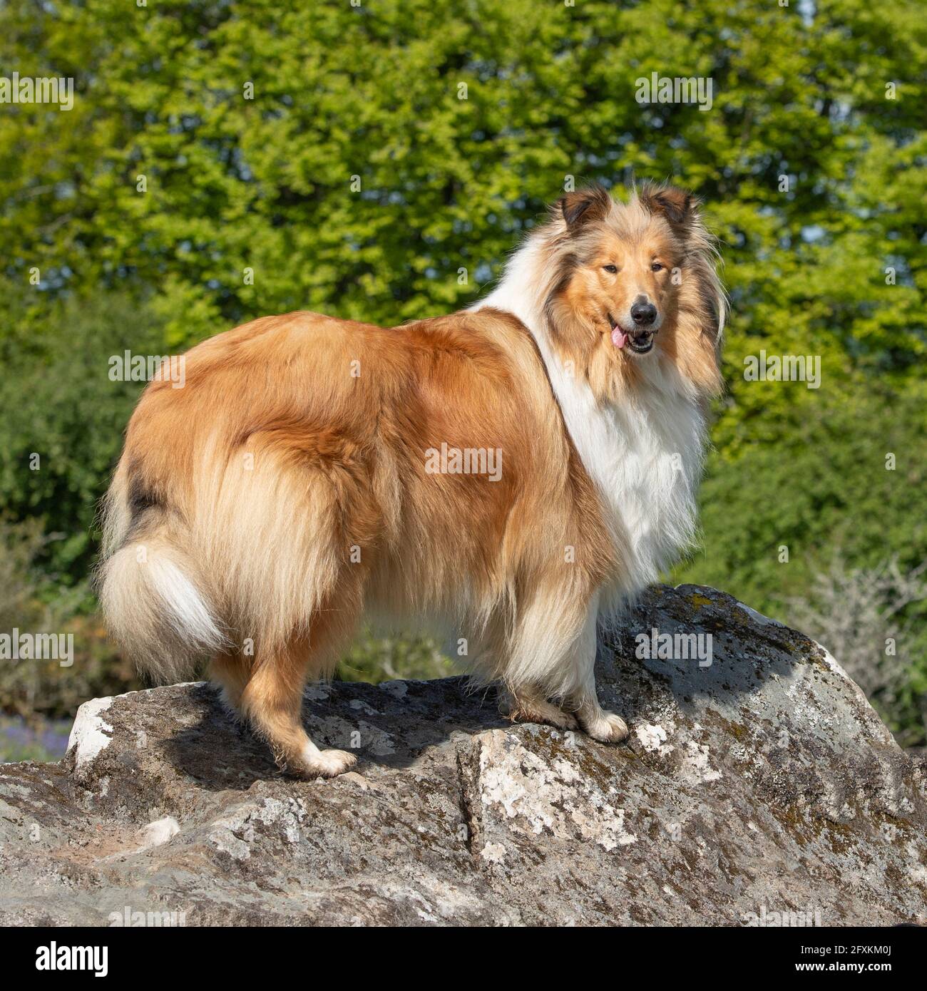Sable rough collie hi-res stock photography and images - Alamy