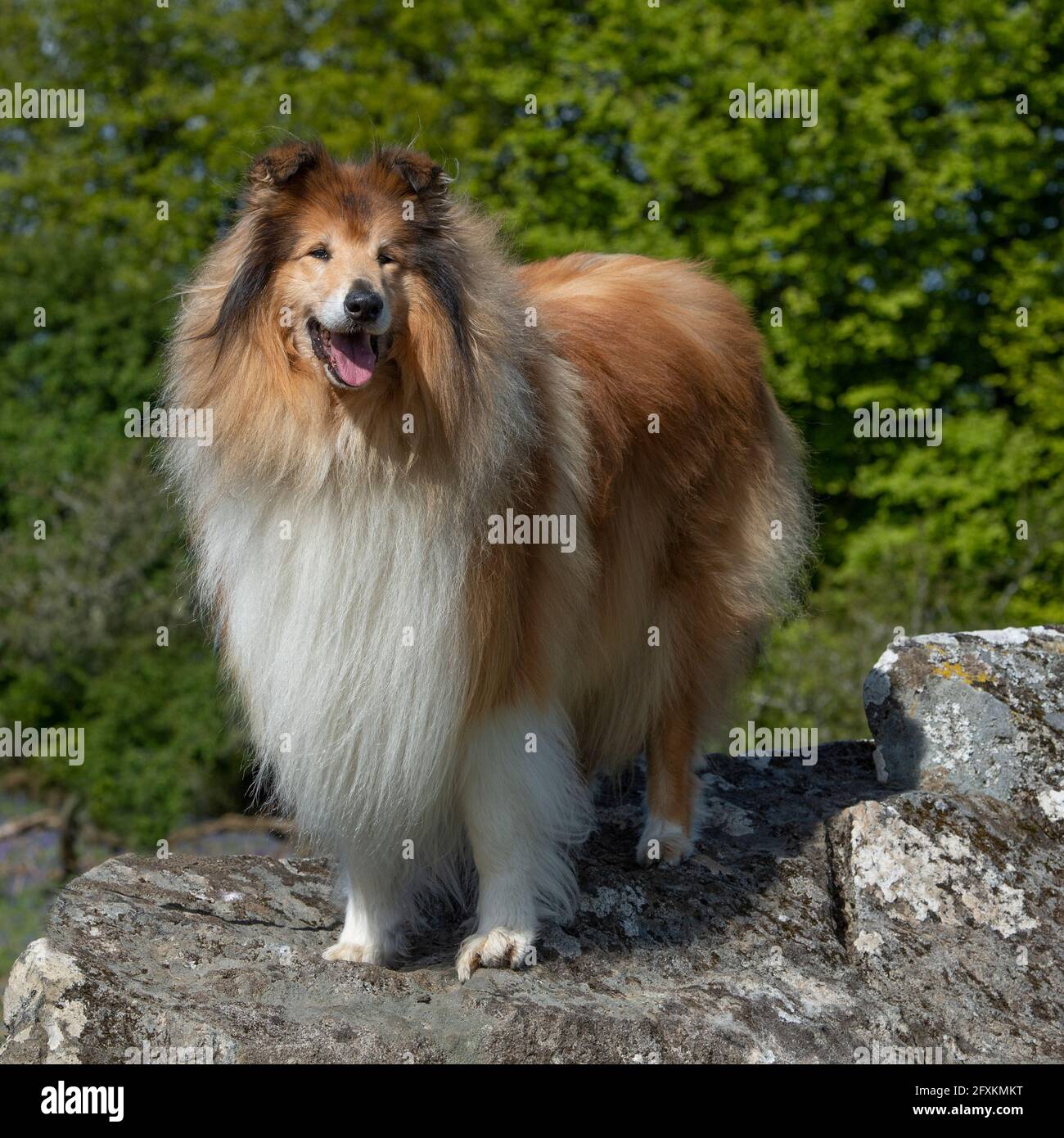 Sable rough collie hi-res stock photography and images - Alamy