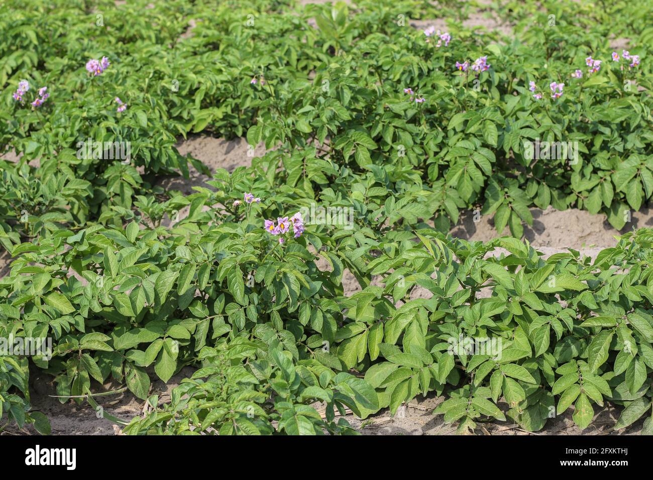 Potato potatos vegetable solanum tuberosum hi-res stock photography and ...