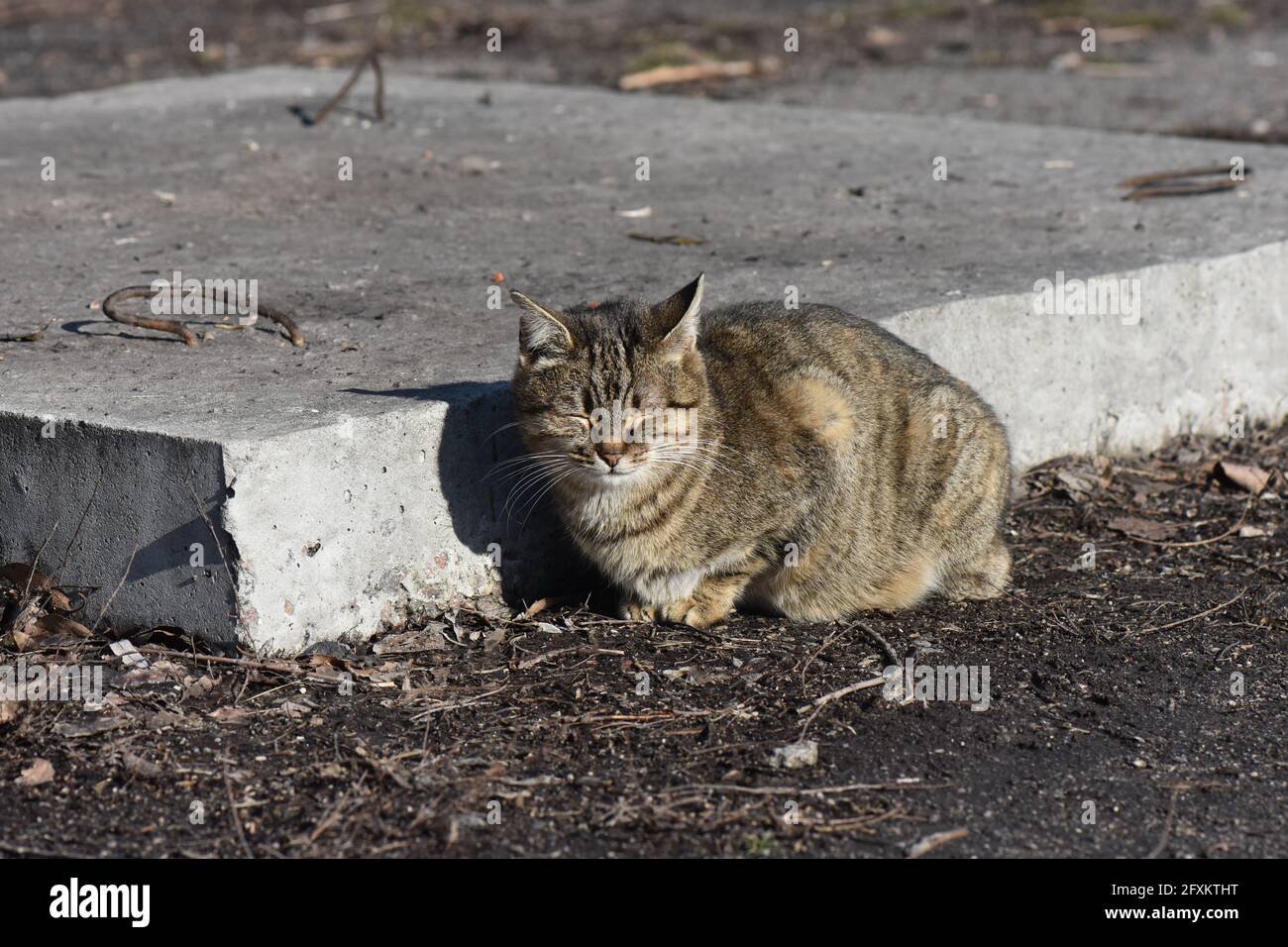 Scared cat with closed eyes sitting on the ground Stock Photo - Alamy