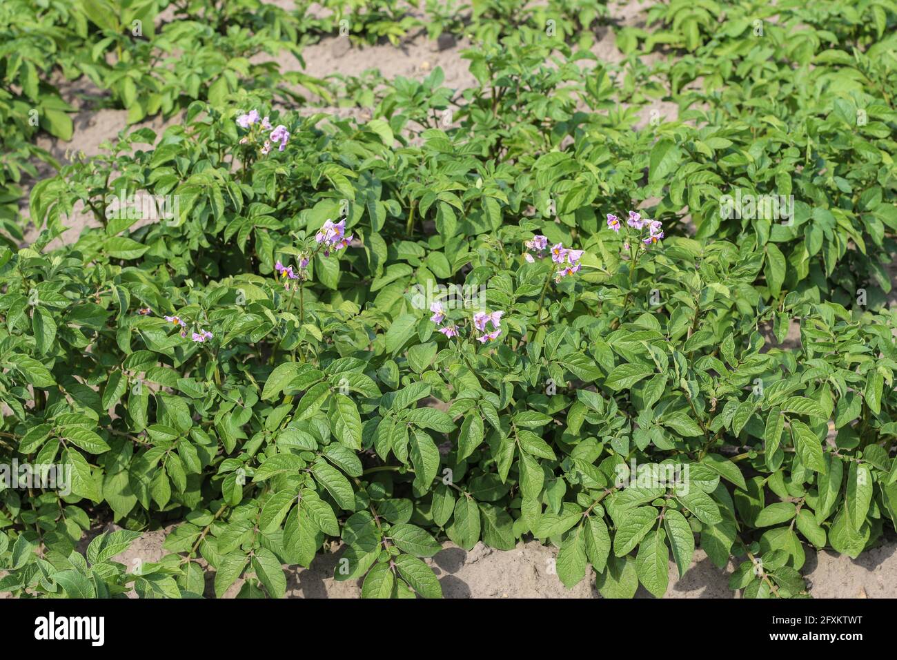 Garden with the potatos (latin name Solanum tuberosum) with pink ...