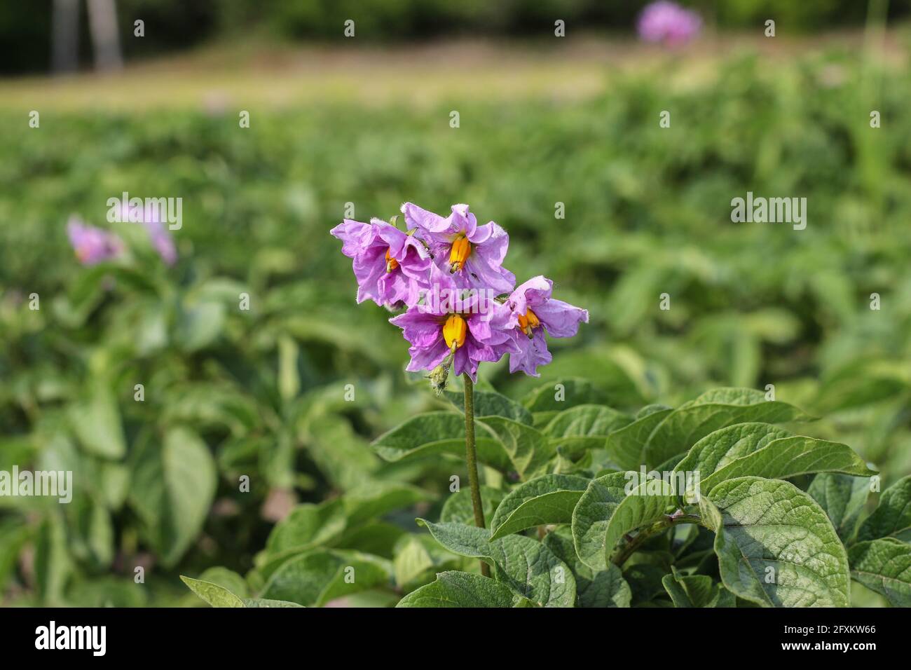 Garden with the potatos (latin name Solanum tuberosum) with pink ...