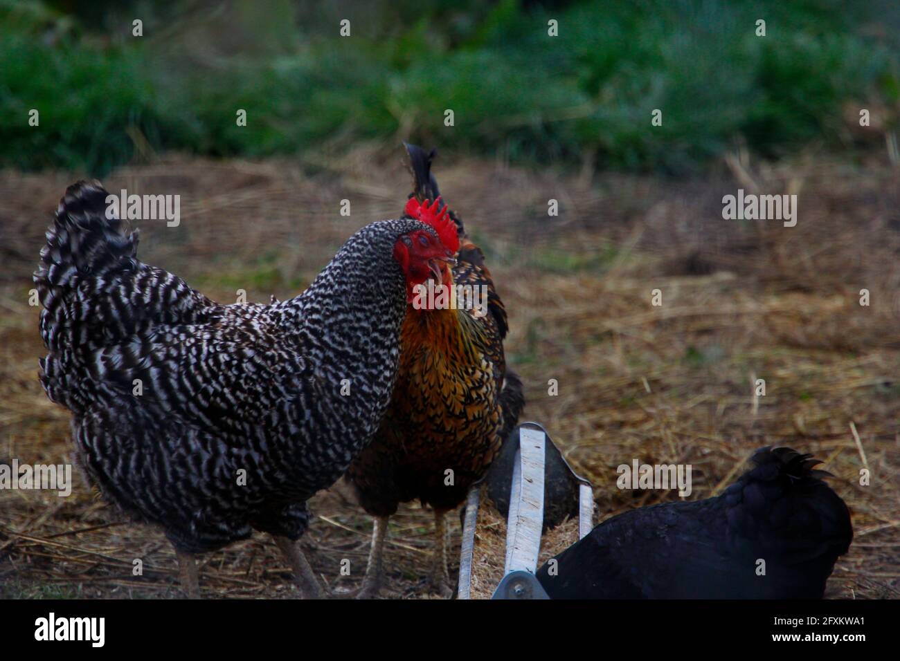 A Trio of Chicken Hens Feeding from a Trough Stock Photo - Alamy