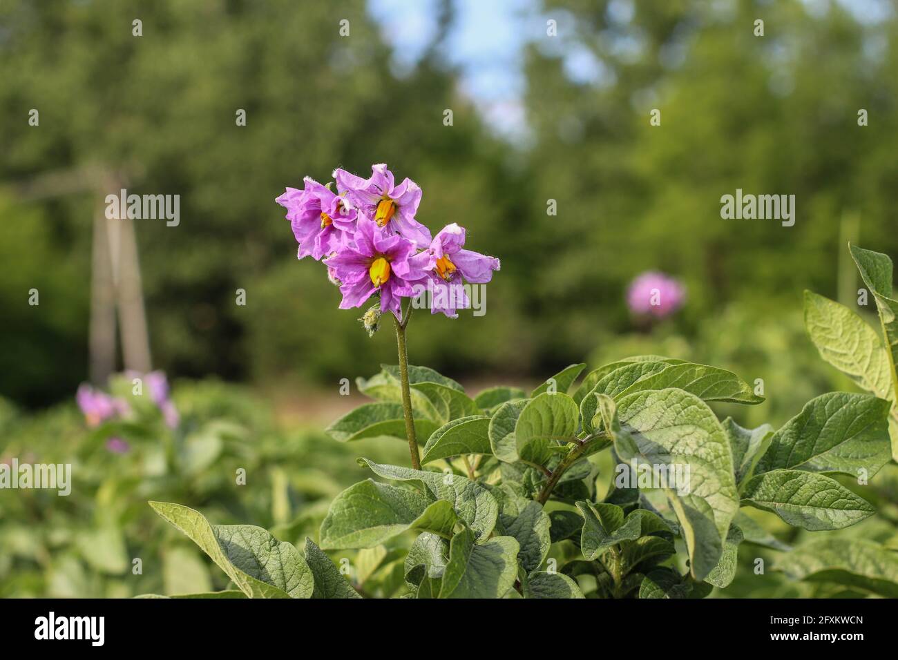 Garden with the potatos (latin name Solanum tuberosum) with pink ...