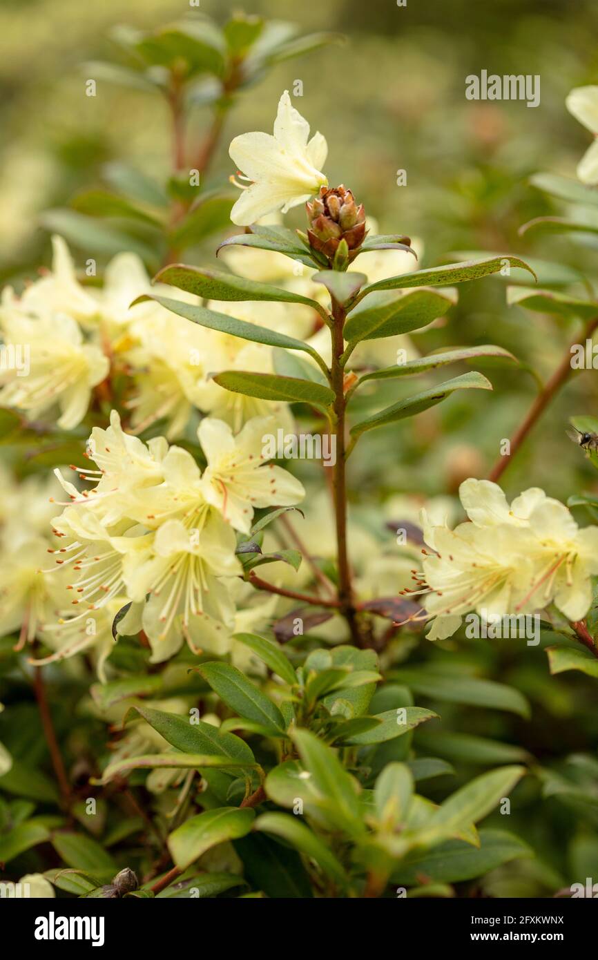 Rhododendron – Princess Anne (Dwarf Rhododendron hybrid) flowering ...