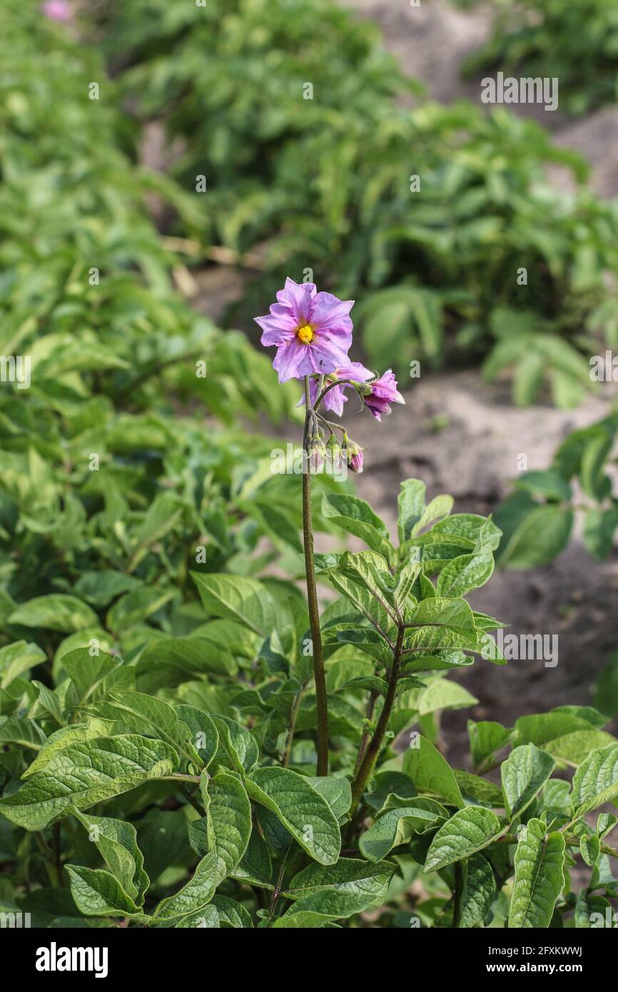 Garden with the potatos (latin name Solanum tuberosum) with pink ...