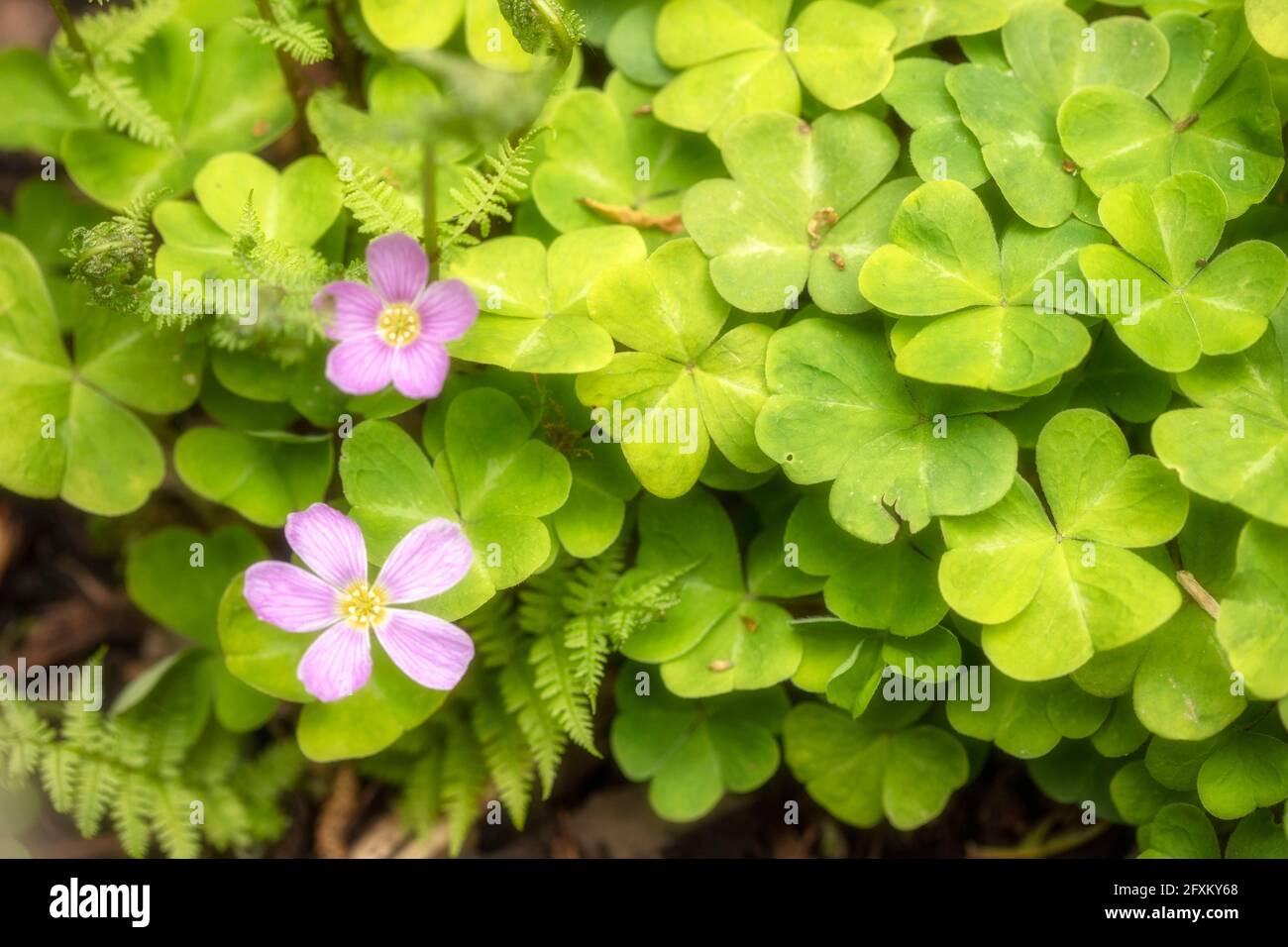 Oregon oxalis hi-res stock photography and images - Alamy