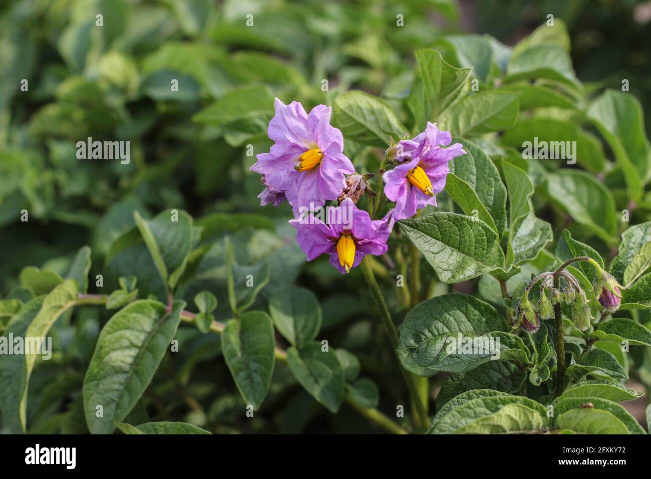 Solanum Tuberosum Edible Tuber High Resolution Stock Photography and ...