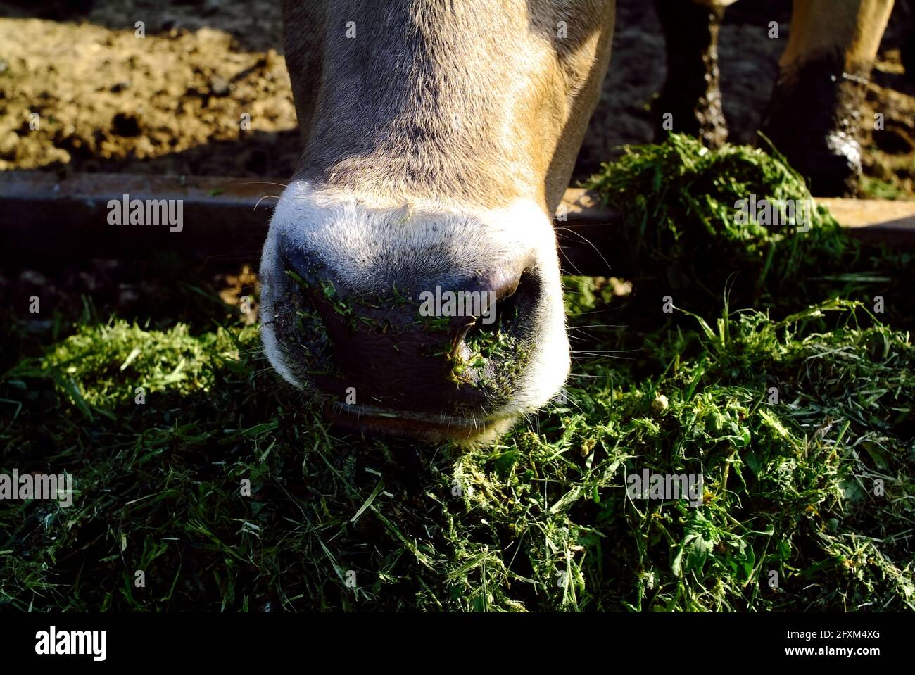cow close-up on the farm Stock Photo - Alamy