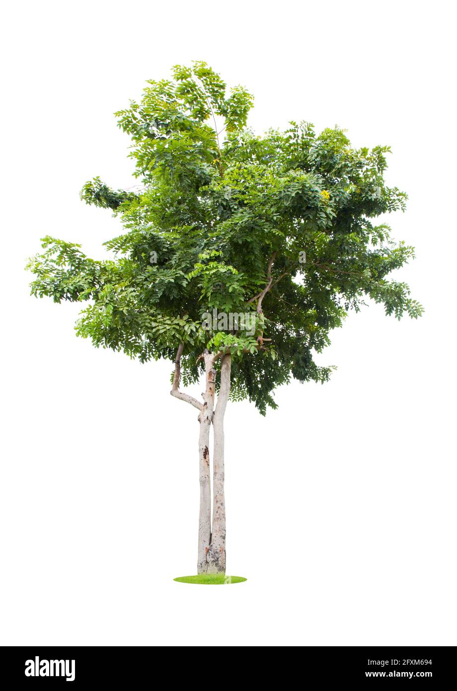 Beautiful green tree isolated on white background Stock Photo - Alamy