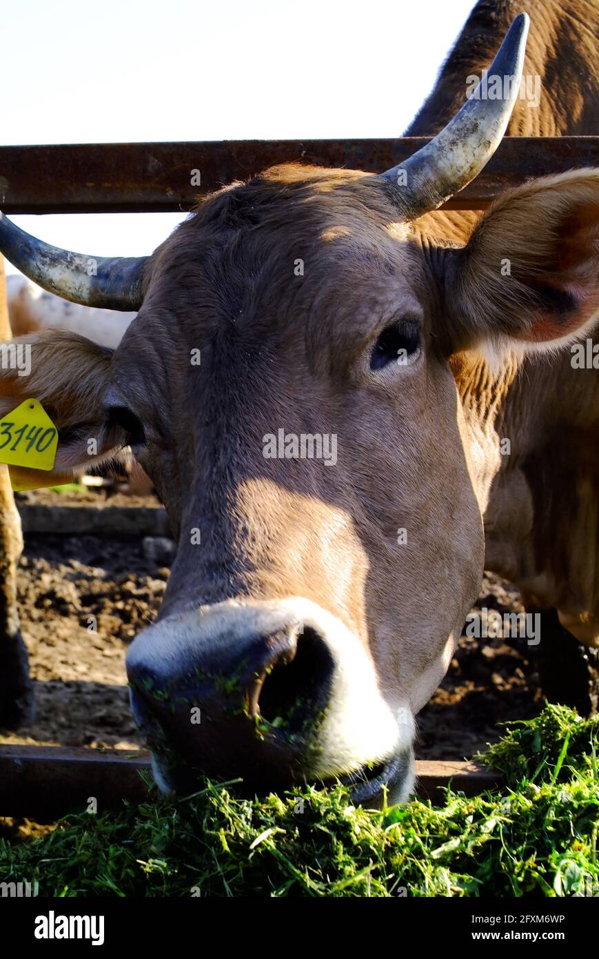 cow close-up on the farm Stock Photo - Alamy