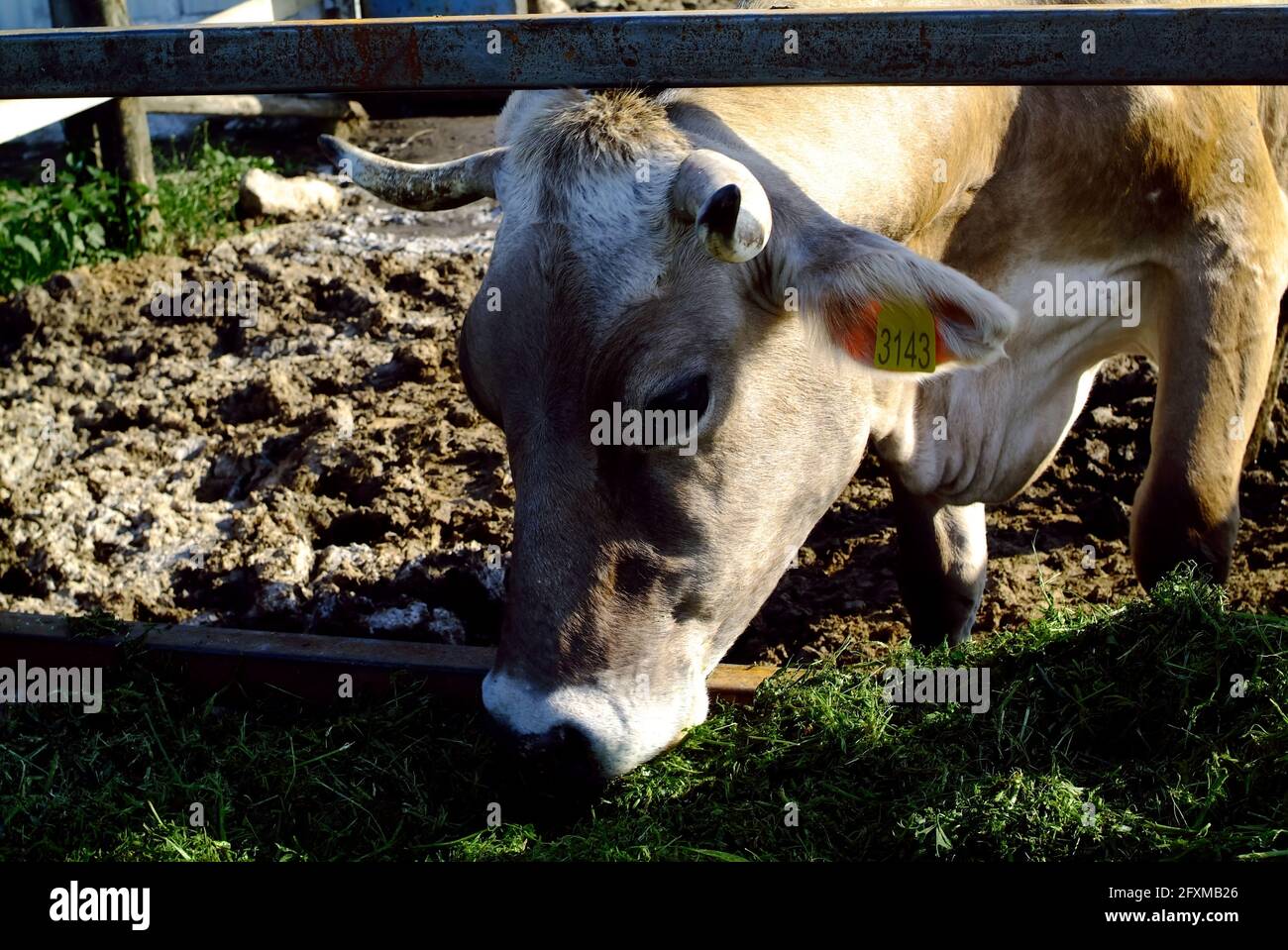 cow close-up on the farm Stock Photo - Alamy