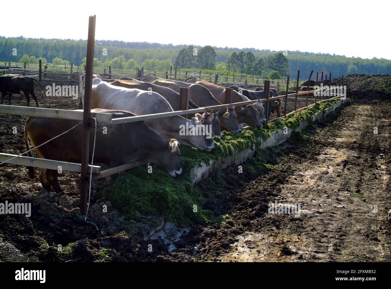Cattle farming box hi-res stock photography and images - Alamy