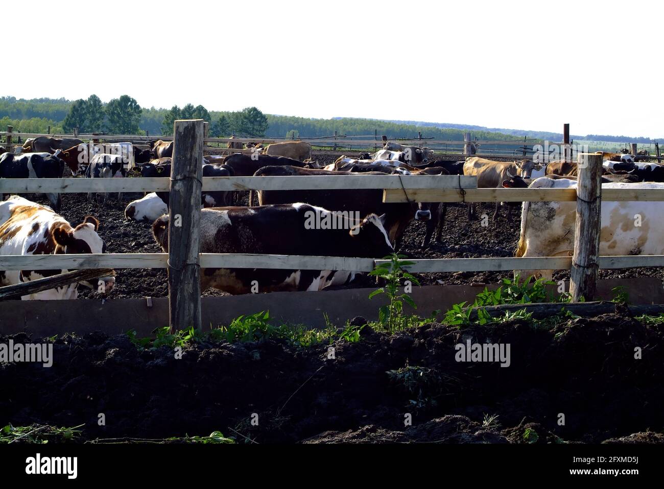 Cattle farming box hi-res stock photography and images - Alamy