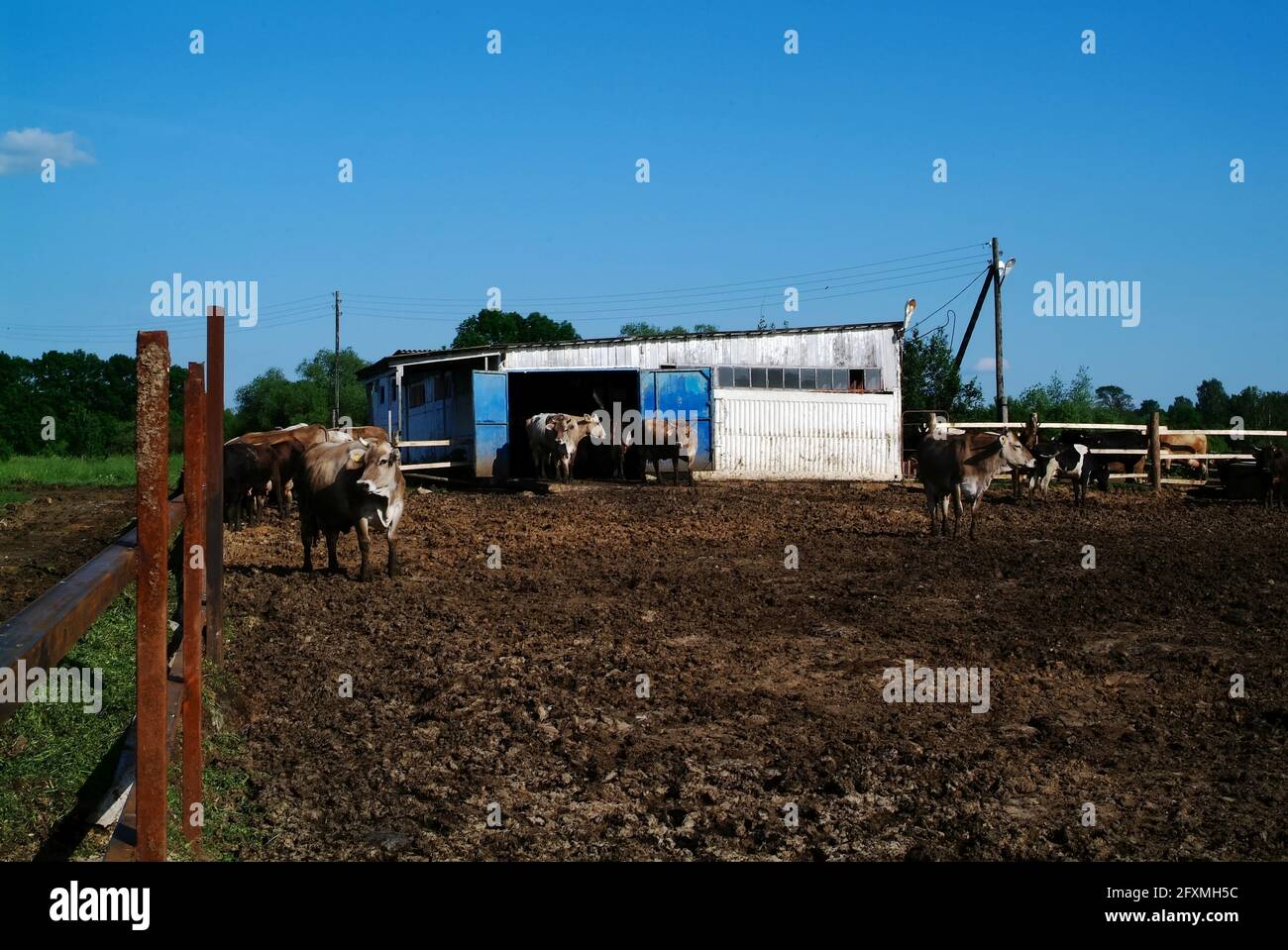 small farm with cows Stock Photo - Alamy