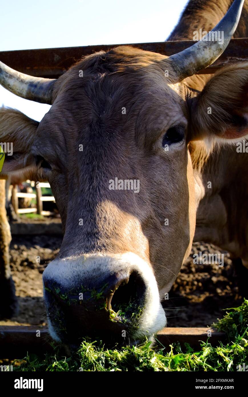 cow close-up on the farm Stock Photo - Alamy