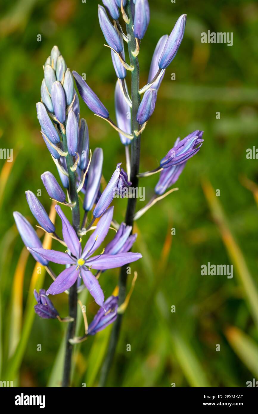 Camassia leichtlinii subsp. suksdorfii Caerulea Group, camass Caerulea Group, Camassia ...