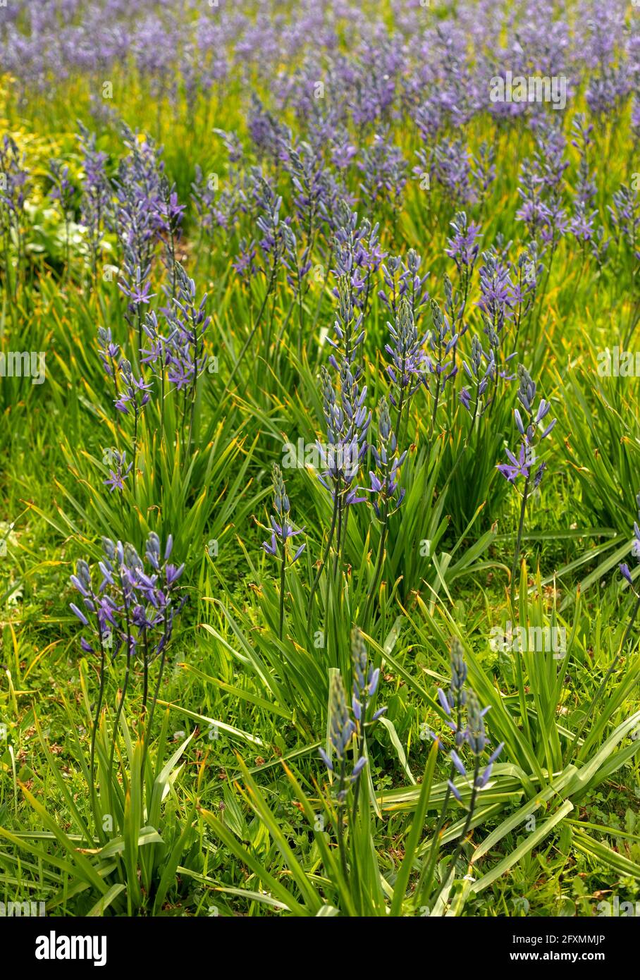 Camassia Leichtlinii subsp. Suksdorfii Caerulea Group Stock Photo - Alamy