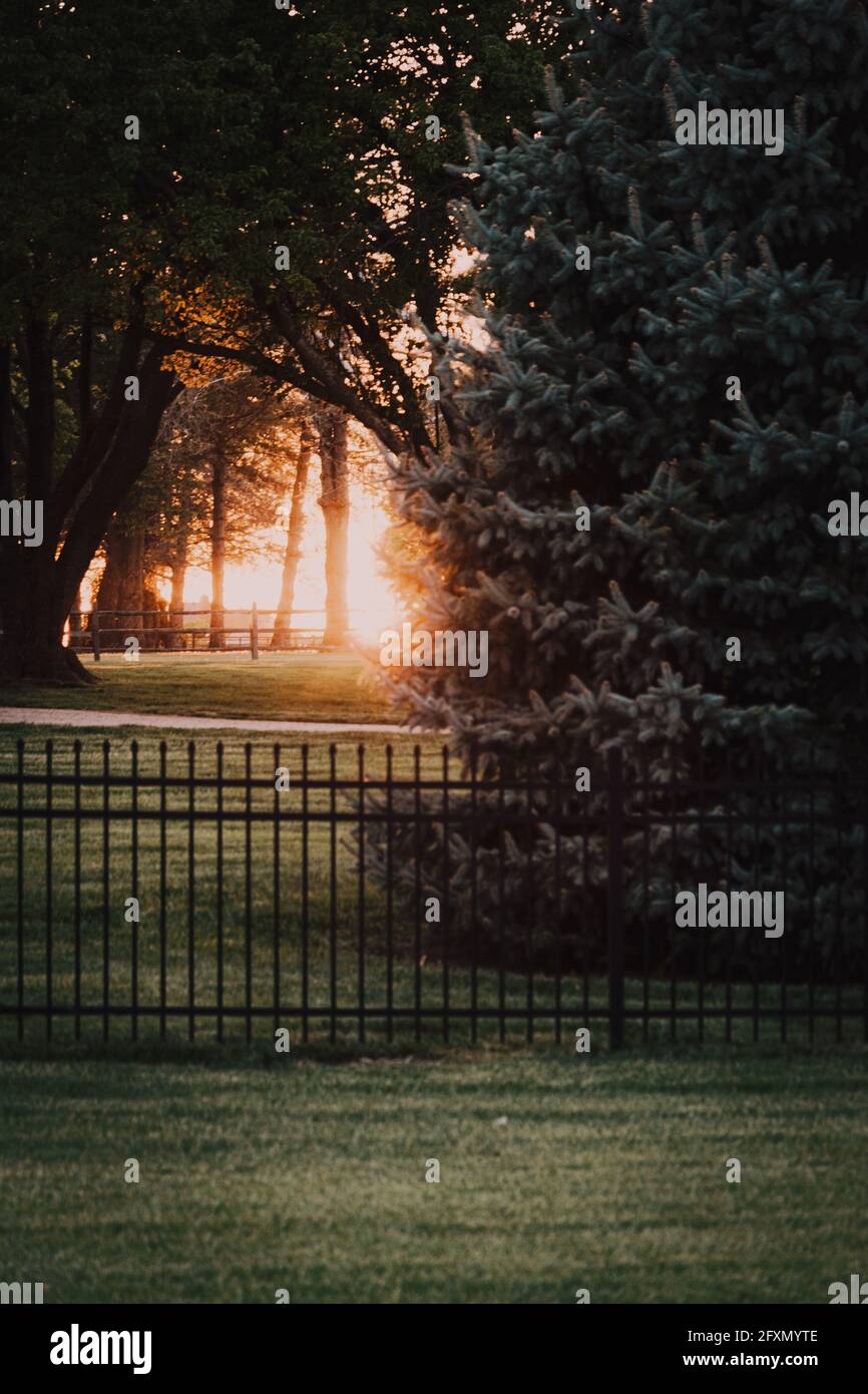 Vertical shot of sun rays beam through trees in a park Stock Photo - Alamy